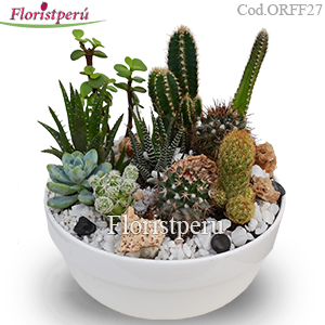 Jardin de Cactus Chico | PLFF27